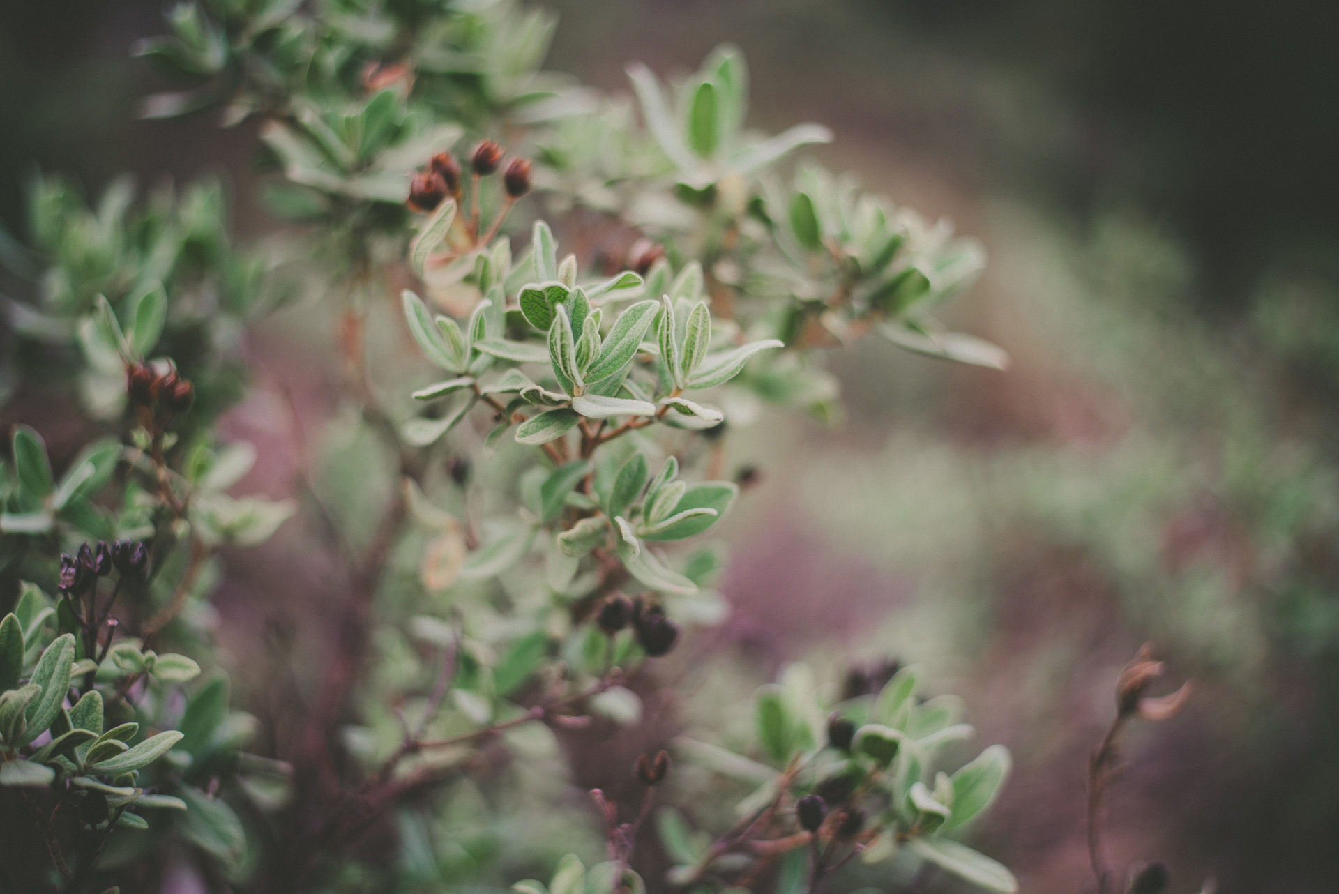 La randonnée du baou de Saint-Jeannet - L'Oiseau Rose